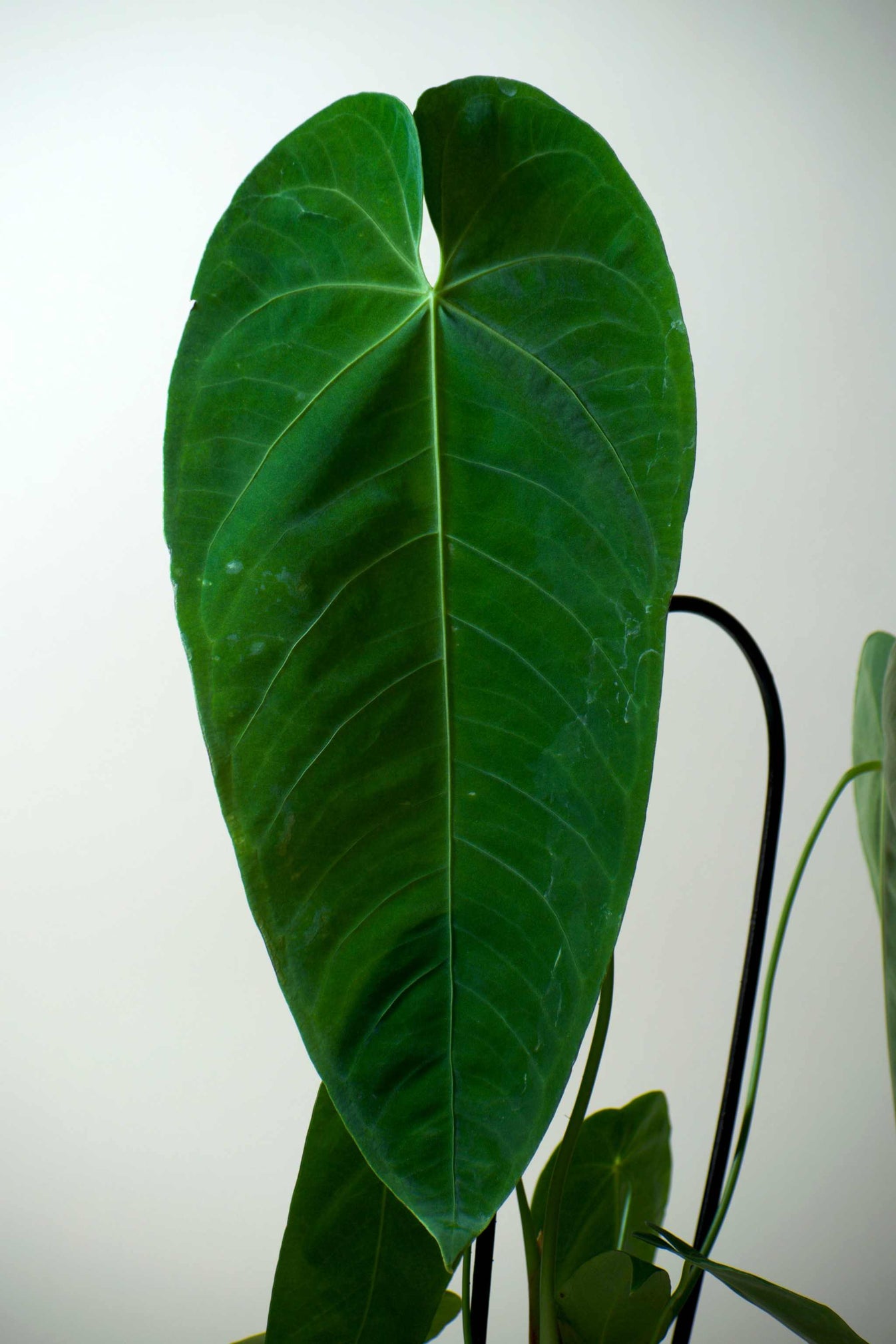 Anthurium Queremalense | Köp Ovanliga Krukväxter Online | Skötselråd ...