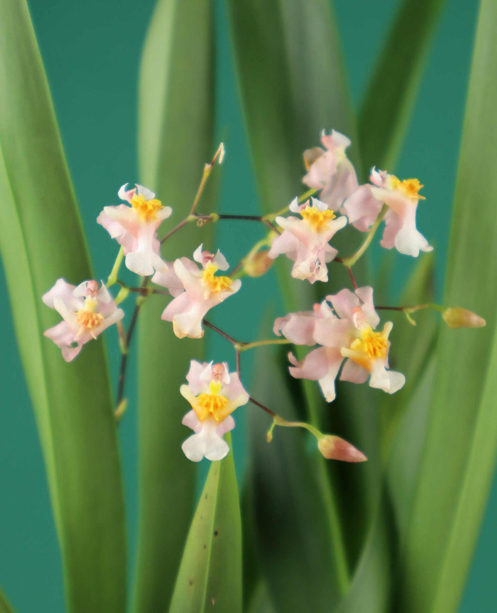 Oncidium 'Tiny Twinkle' (cheirophorum × sotoanum) – Ormbunker