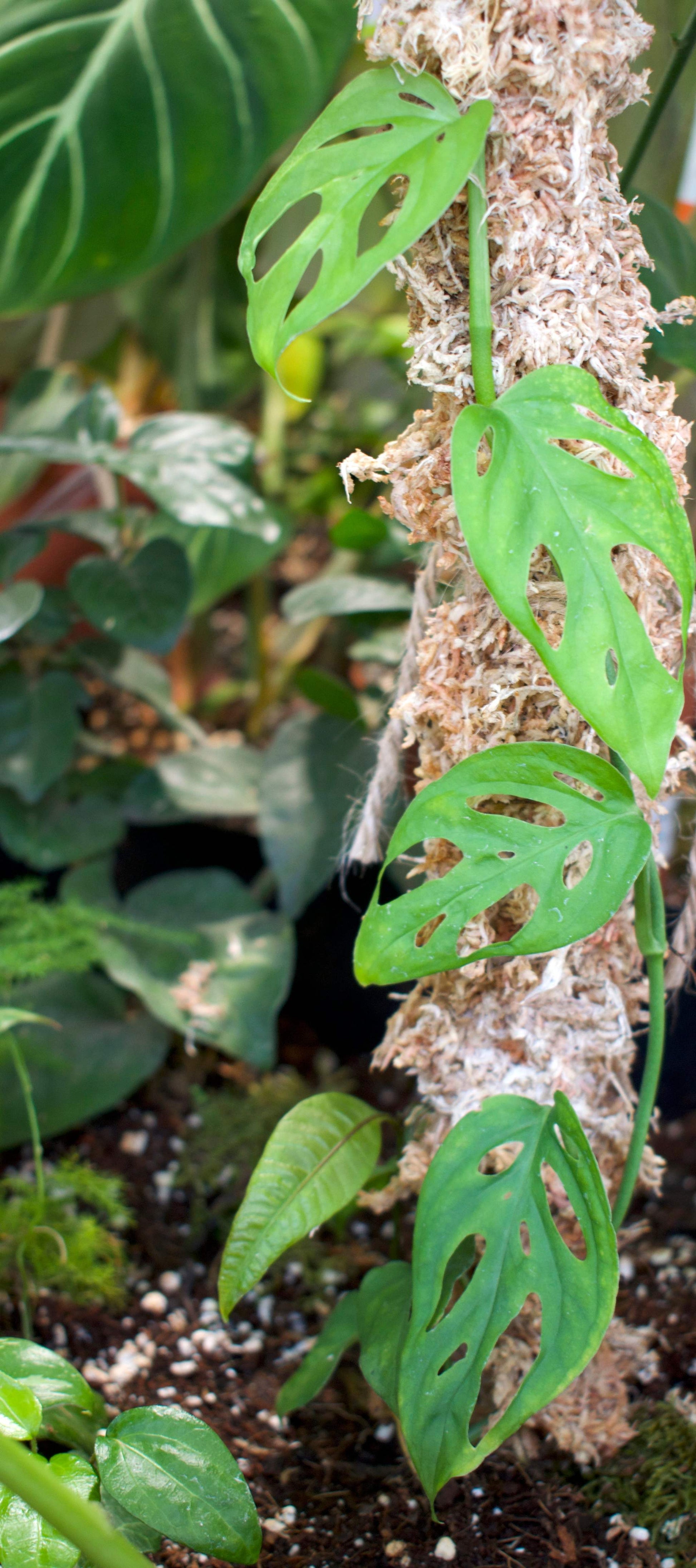 Köp Monstera Epipremnoides 'Esqueleto' | Sällsynta Växter Online ...